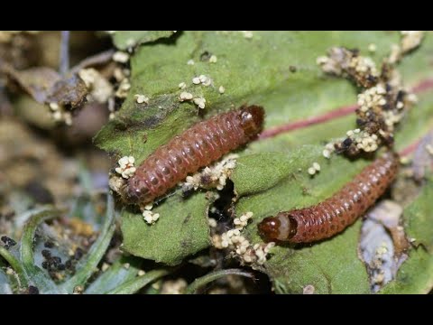 ಏಲಕ್ಕಿಯ ಕೀಟಗಳು - ಡಾ. ವೇಣುಗೋಪಾಲ | Cardamom Pests and Control Measures ...