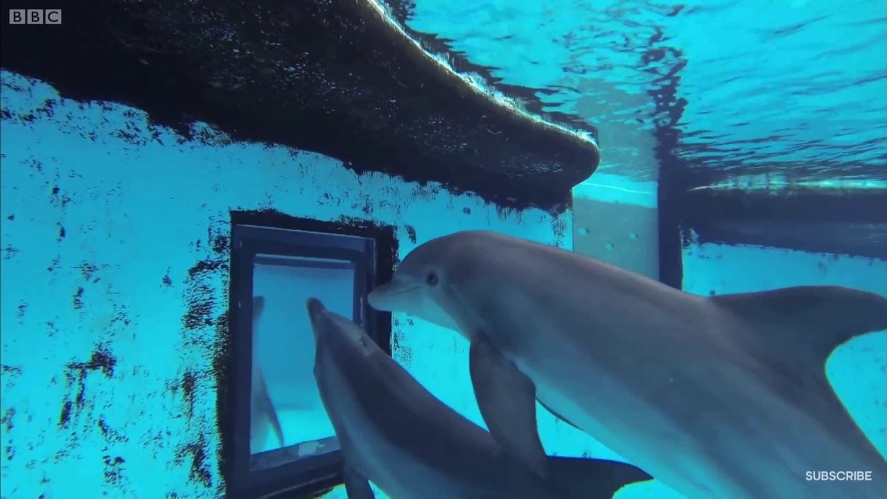 DOLPHINS REACTING TO THEIR REFLECTION IN THE MIRROR - YouTube
