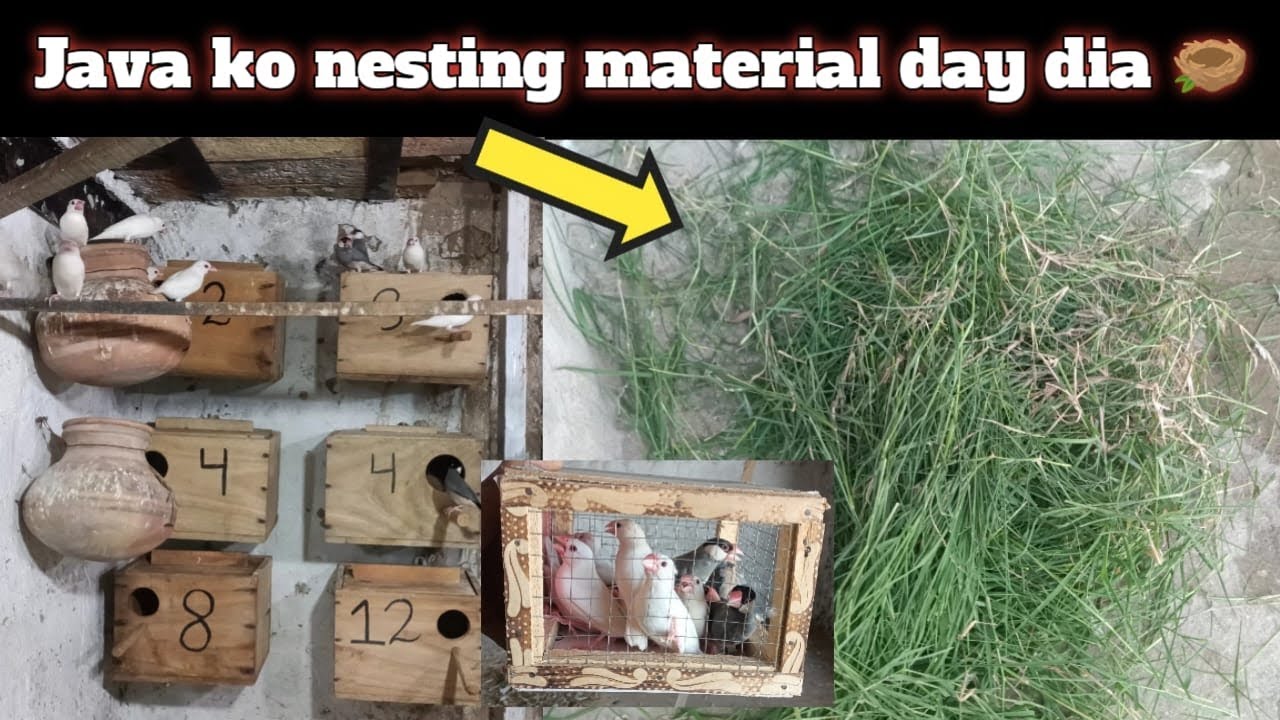 Second step complete 😍 | java sparrow k babies ayen gy ab 🤩🐣 | itna ...