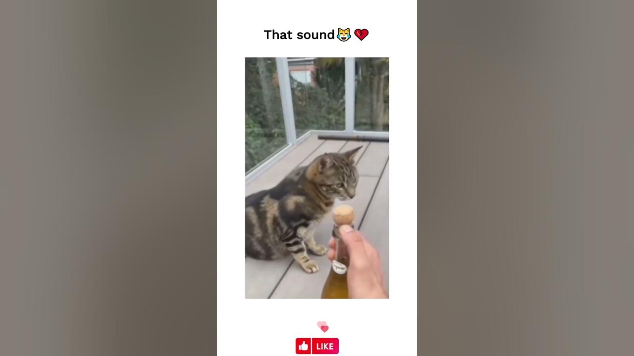 Funny Cat Fails Compilation😹💔 Shorts Viral Fyp Youtube