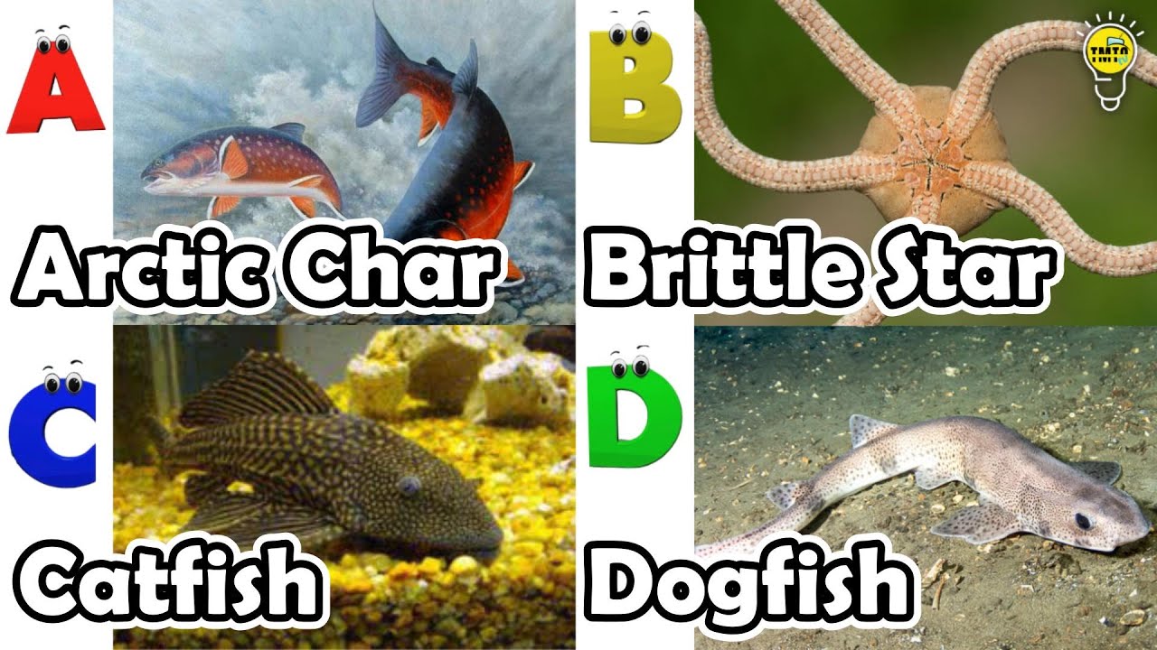 Cute ocean animals | ABC phonics animals | ABC Sea Animals song ...
