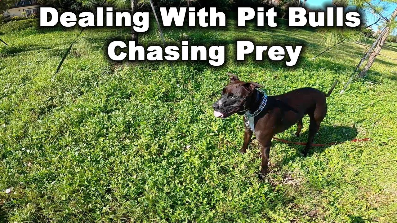 Dealing With Pit Bulls Chasing Prey Jules Day 4 In The Field - YouTube