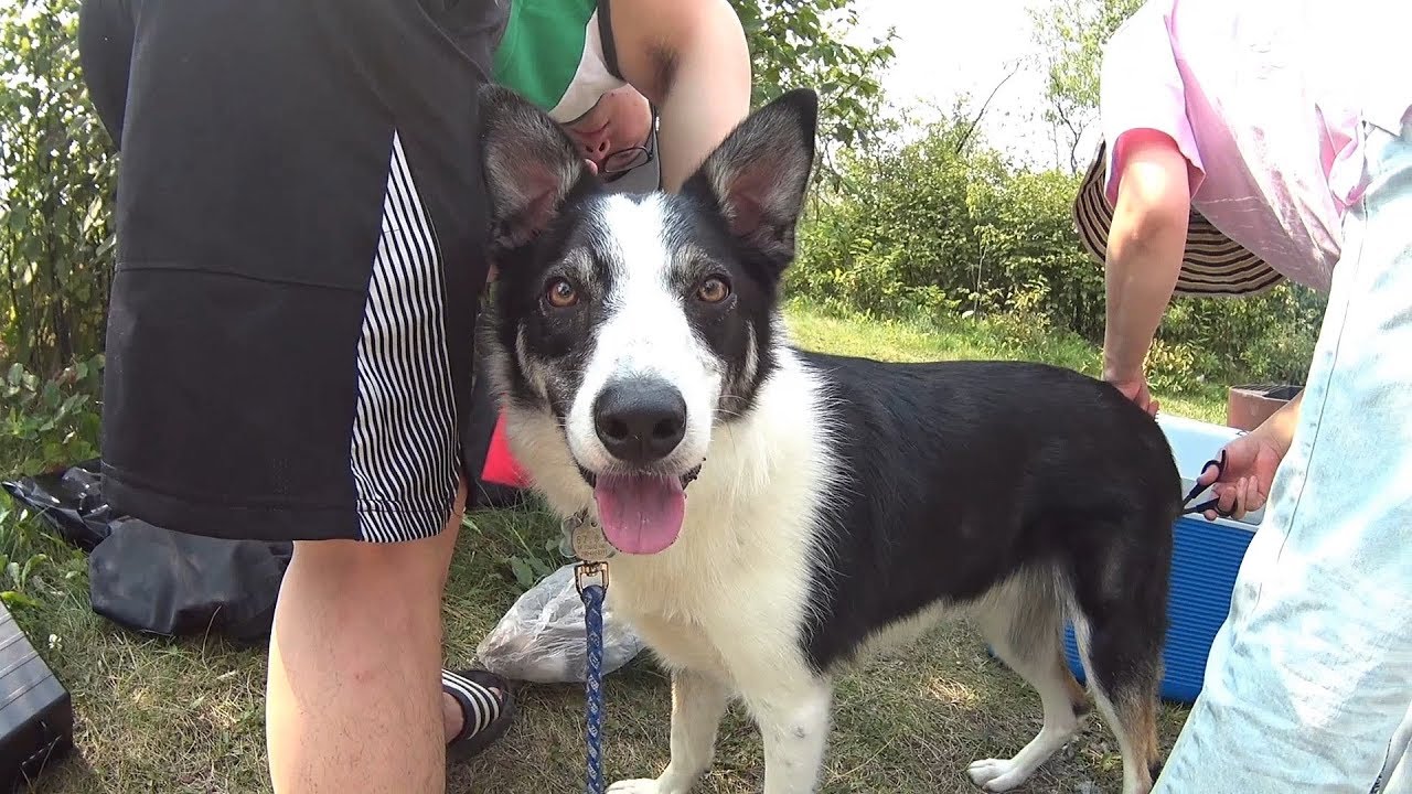Leo the Border Collie Goes Camping - YouTube