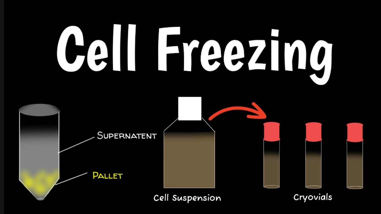 How To Freeze Cells | Cell Freezing & Banking | Cryopreservation Of ...