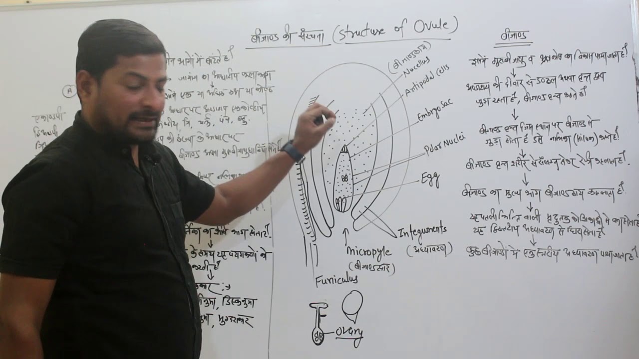 बीजांड की संरचना | Beejand ki Sanrachna Hindi | Structure of Ovule ...