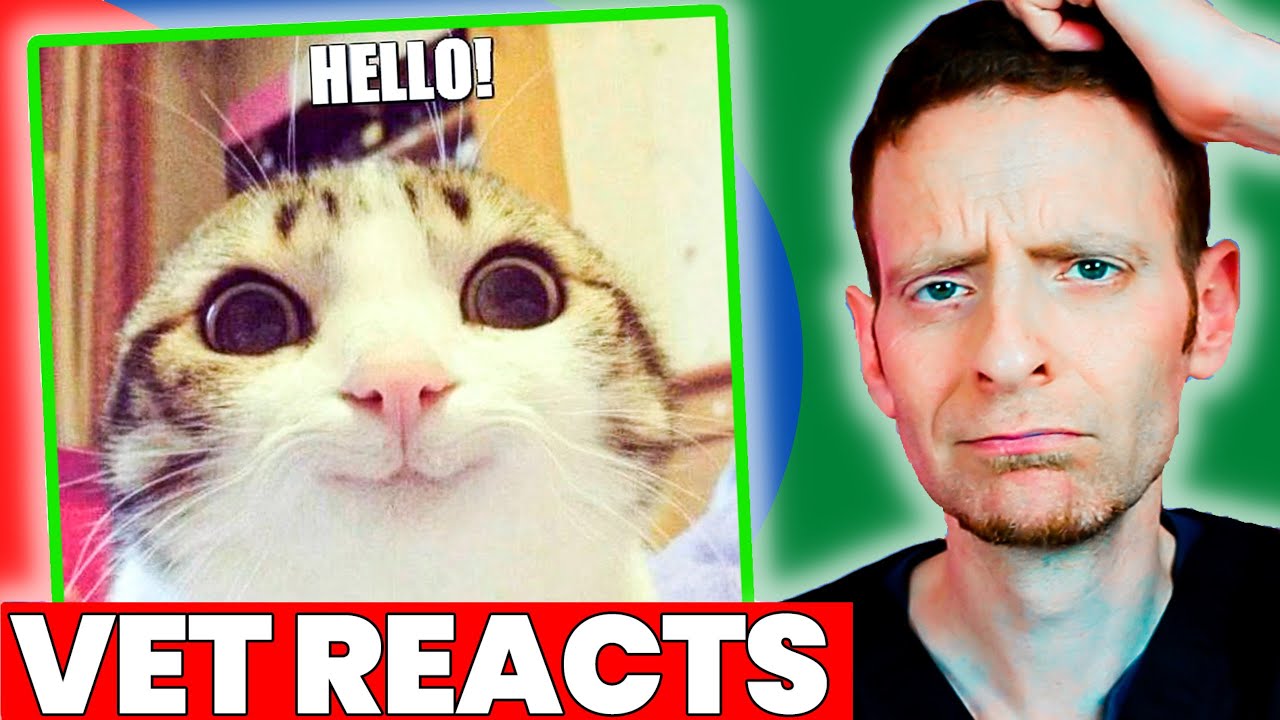 Vet reacts to animal memes and ruins them - YouTube