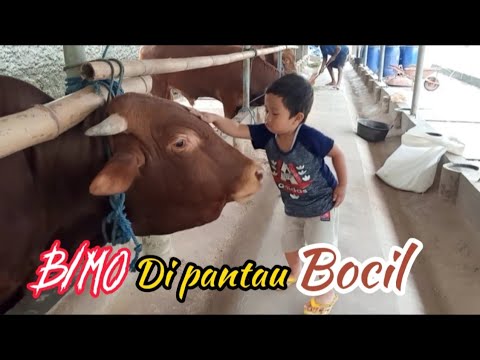 BOCIL USIA 3 Thn ,BERBURU SAPI PEDETAN SUPER‼️Anakan BIMA SAKTI🔥Mantap....pokoknya Luuurr...‼️⁉️🔥