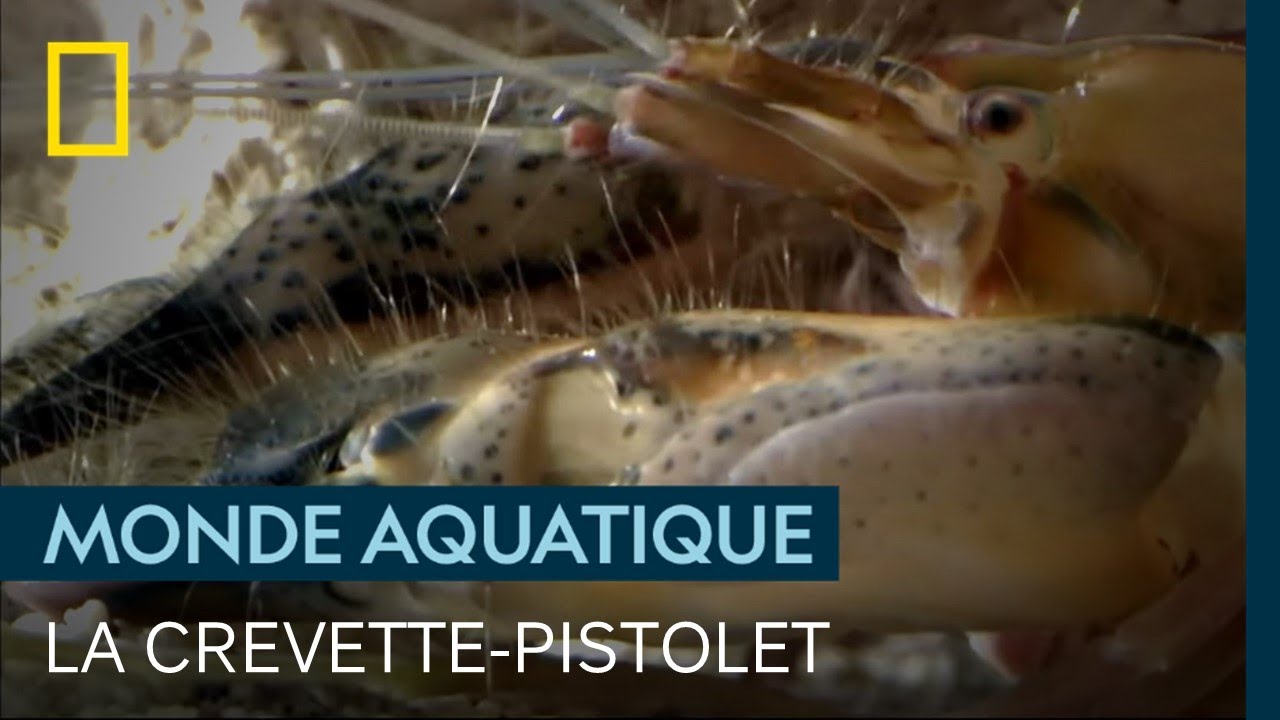 La crevette-pistolet, un redoutable crustacé lourdement armé - YouTube