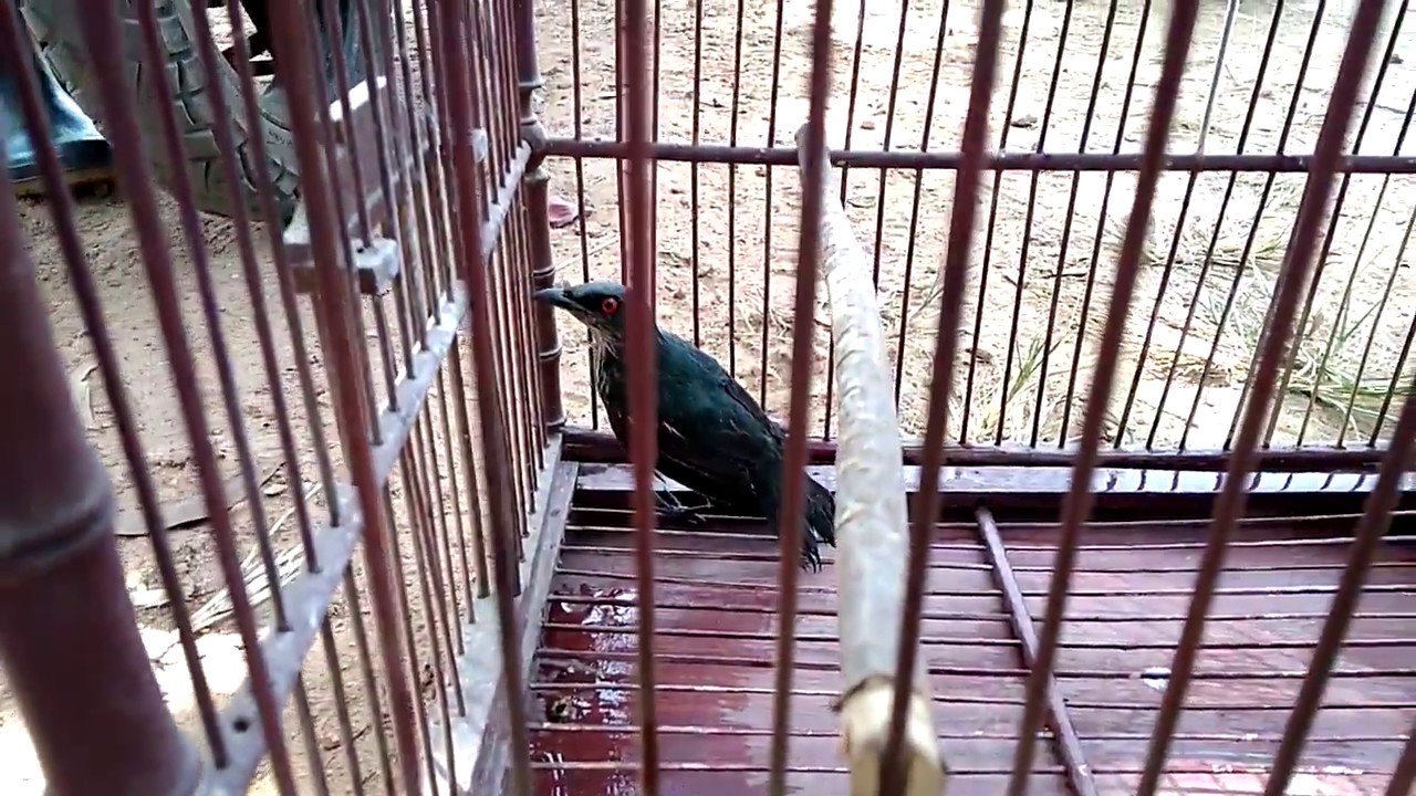 BURUNG PERLING Simata Merah - YouTube