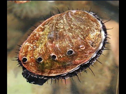 Science Talk: Ann Vileisis: Abalone - YouTube
