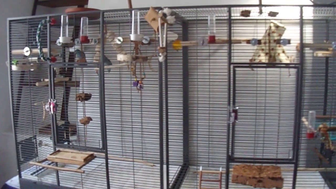Cage de mes perruches moineau,Touis celeste,pacific parrotlets cage ...