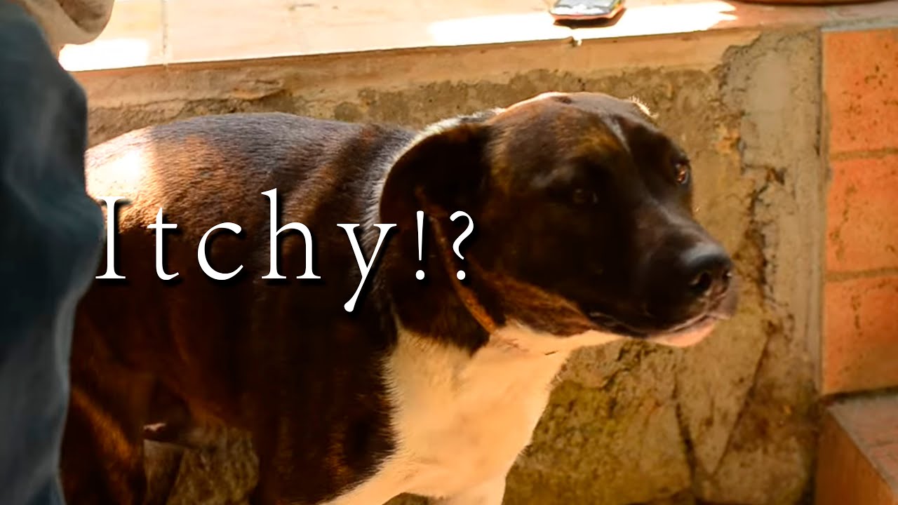 Happy dog face while scratching his back - YouTube