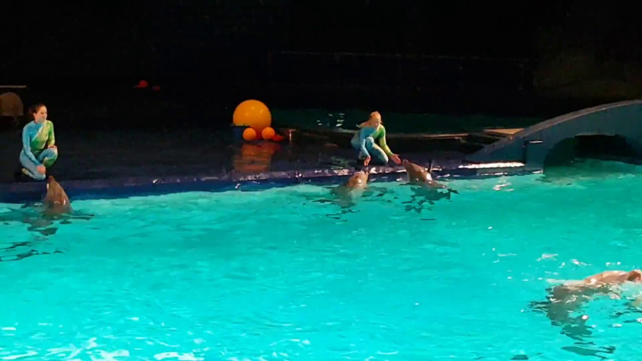 Dolfijnen show in Harderwijk(2)17 april 2018 - YouTube