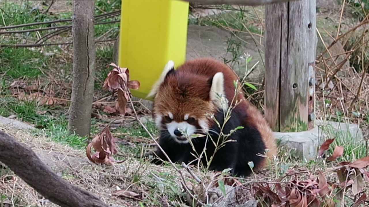 #1 March 2017 Red panda at Omuta zoo, Fukuoka, Japan - YouTube