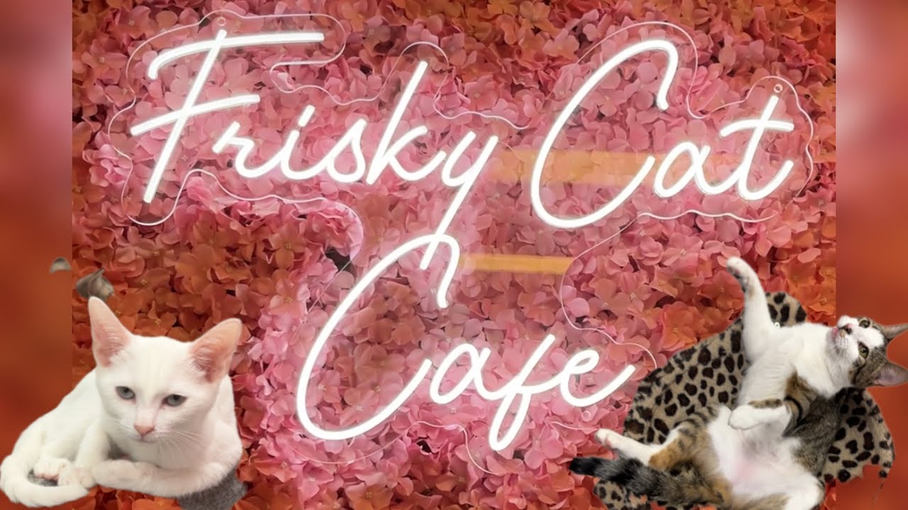 Hanging out at the Frisky Cat Cafe - 25 Minutes of Cats and Kittens ...