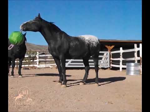 ANLI HOUSE Jolly Tug Horse JOLL015 JOLL019