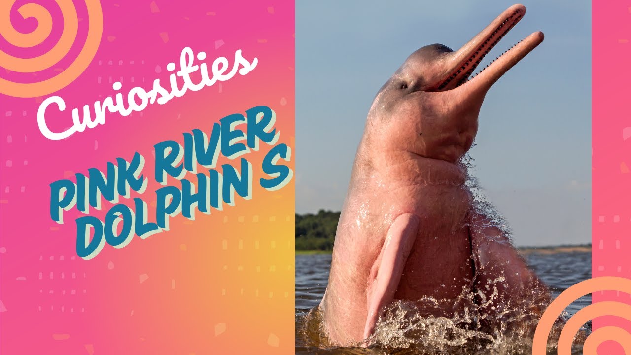 AMAZING Facts About the PINK RIVER DOLPHIN! - YouTube