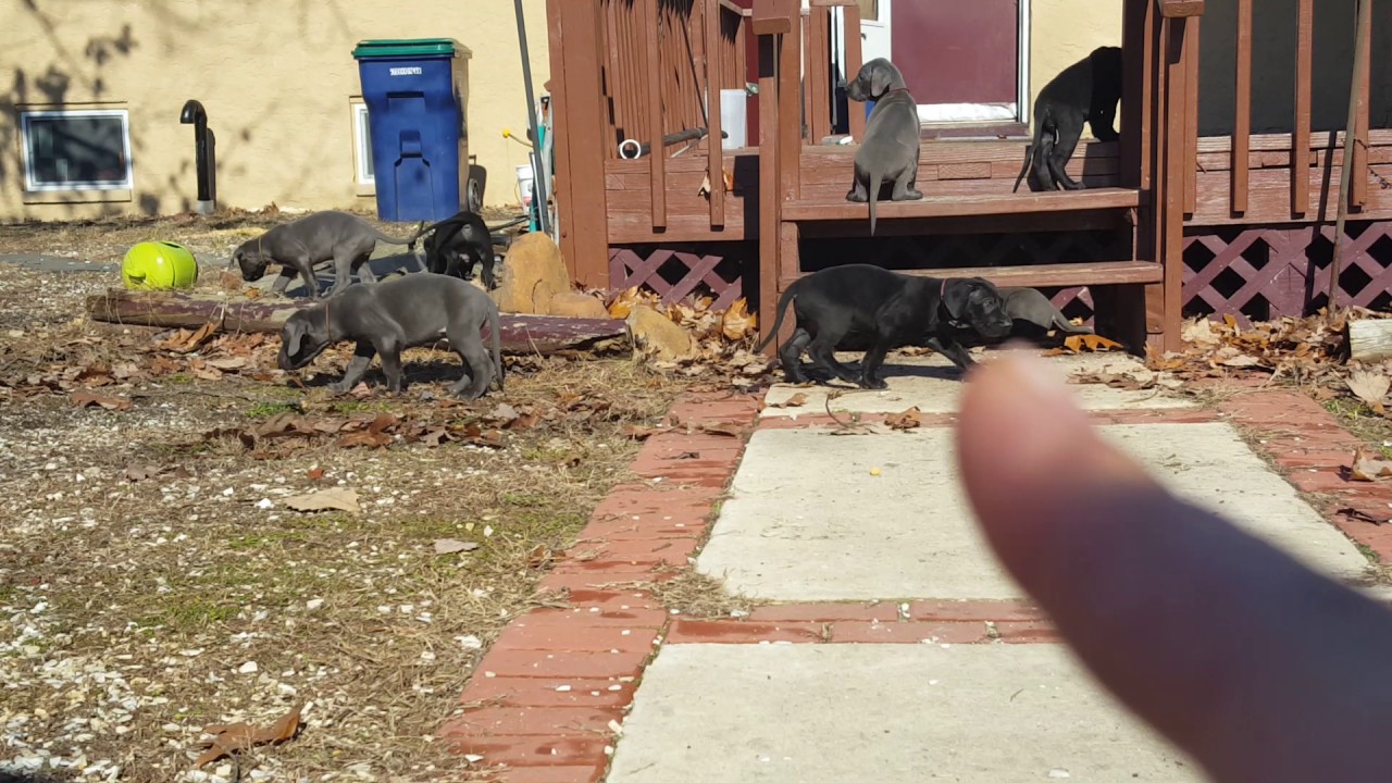 February 3, 2017 - YouTube