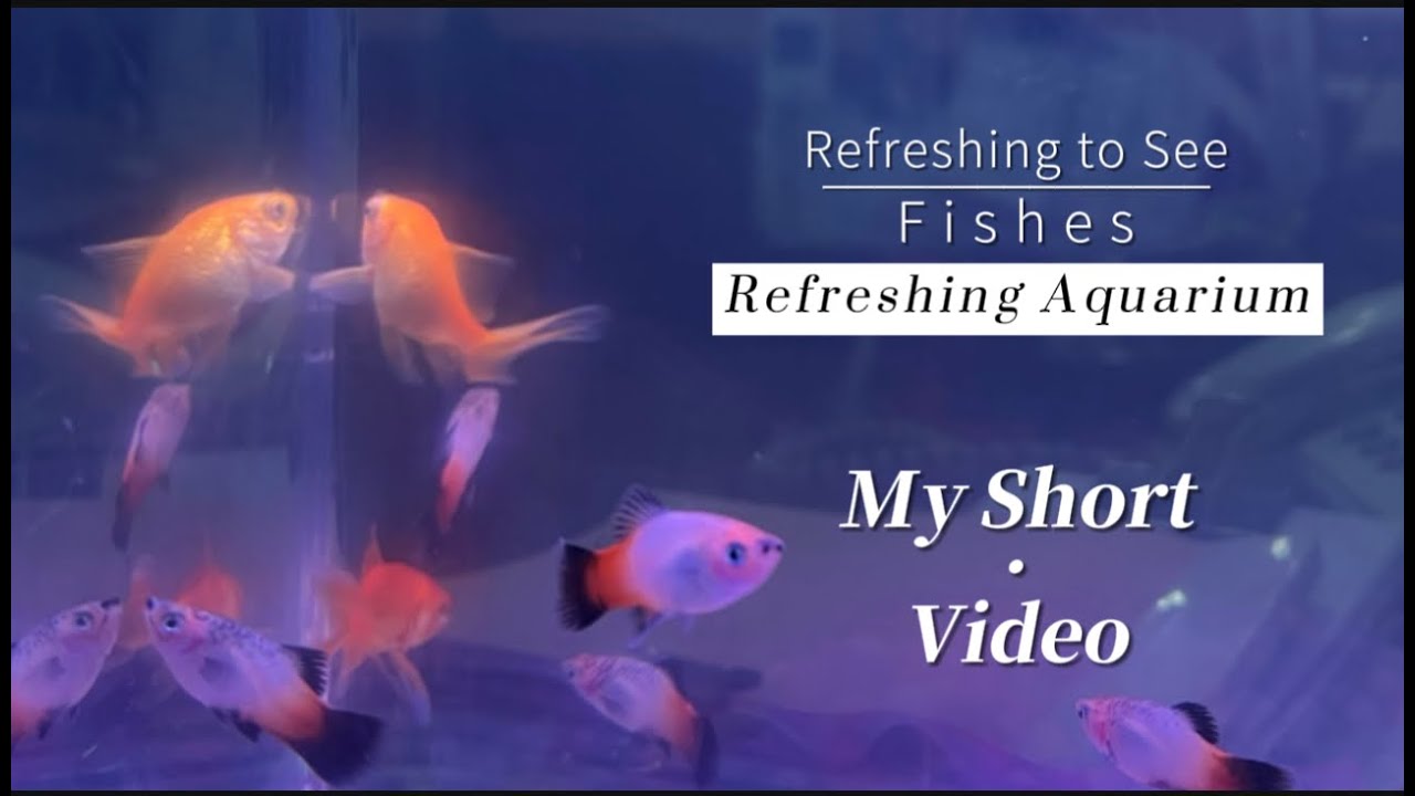FEELING STRESSED ? || WATCH FISH IN AN AQUARIUM || STRESS RELIEVER ...