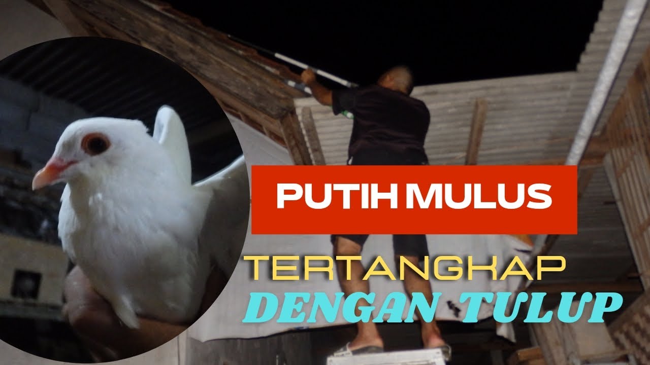 Bandangan Merpati Getakan Lombok Putih Mulus direquest Tetangga - YouTube