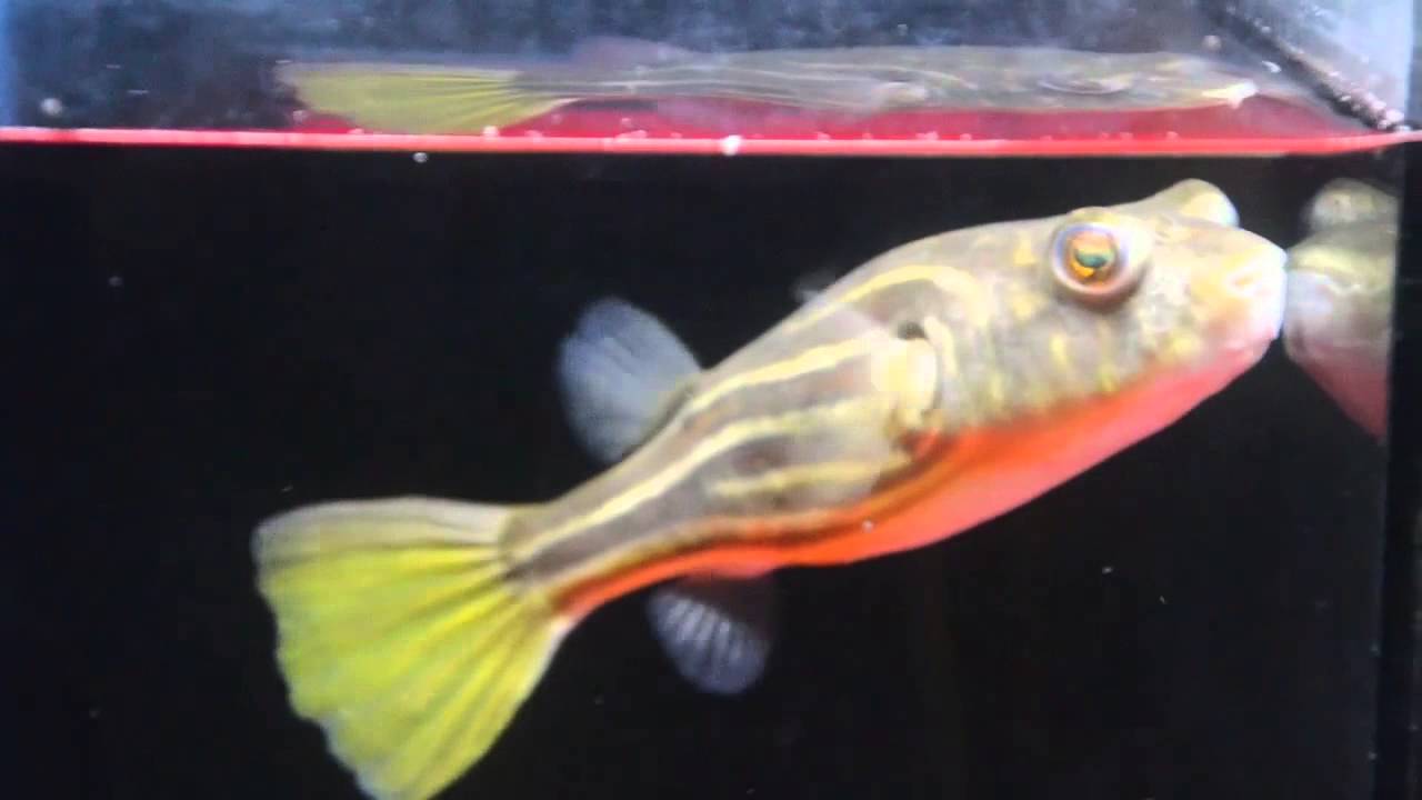 Tetraodon lineatus "Fahaka Puffer Fish" - YouTube