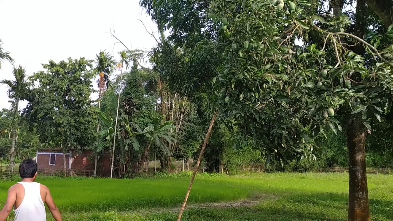 Local Mango - YouTube