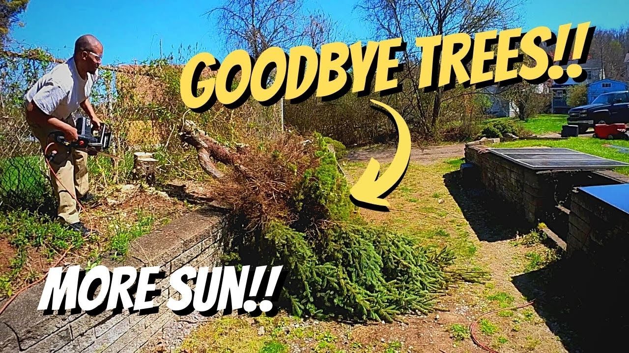 These Solar Blocking Trees Must Go.....Finally! - YouTube