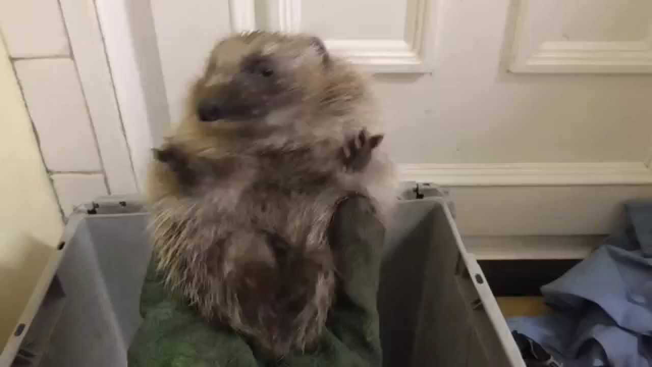 Juvenile hedgehog hugs & ticks removed 24oct14 Cambridge UK 245a - YouTube