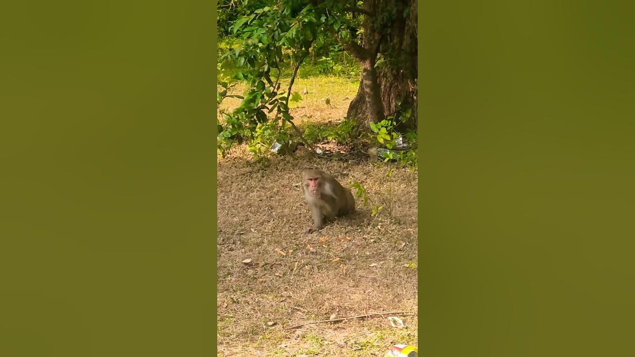 Monkey king wants to eat it all | Jungle Langur #langurmonkey #monkeys ...