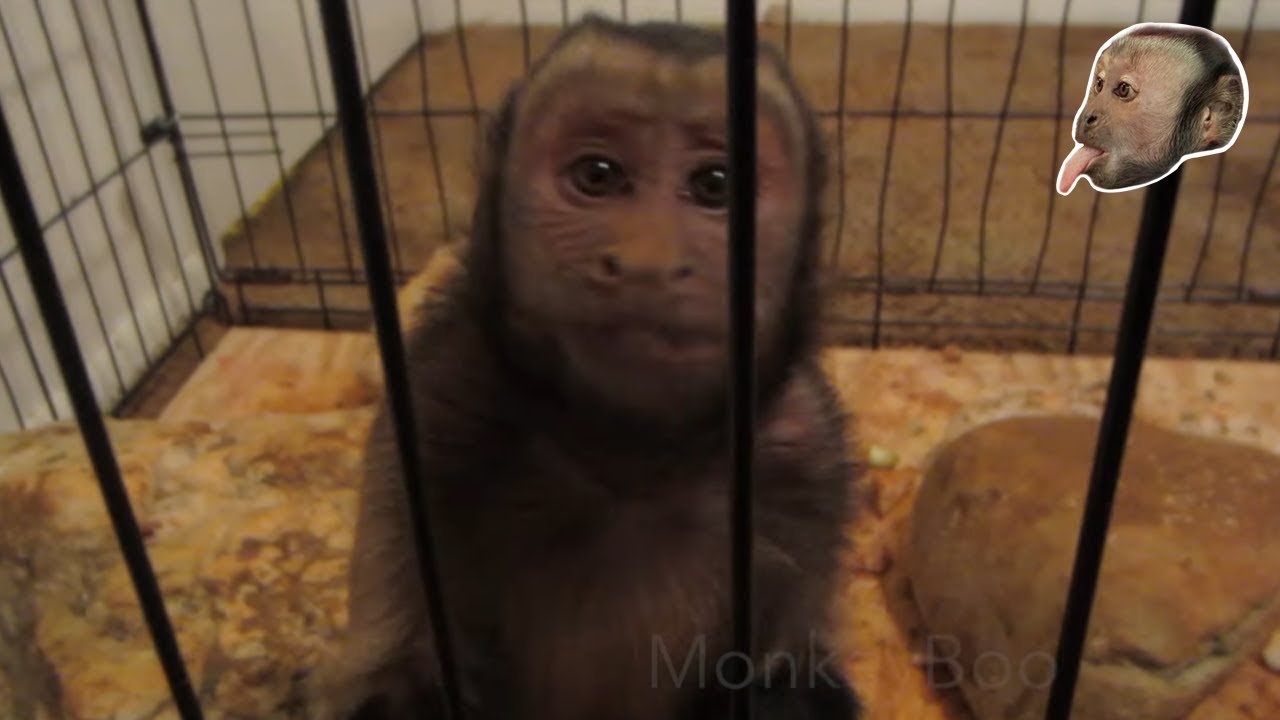 Monkey Rock Busting Prospector - YouTube