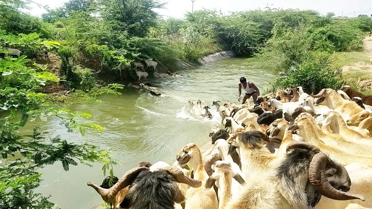 sheep swimming in river@RKKANNACREATIONS - YouTube