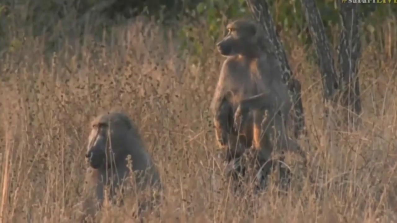 June 17, 2017- Sunset- Zebra in the golden light while Baboons wander ...