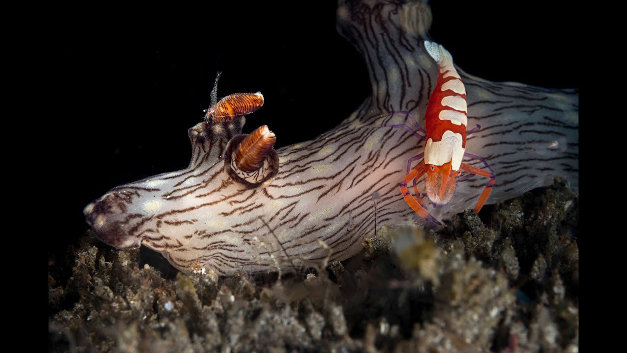 Emperor Shrimp riding a nudibranch - YouTube
