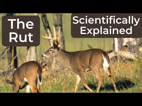 What Initiates the Rut: A scientific explanation