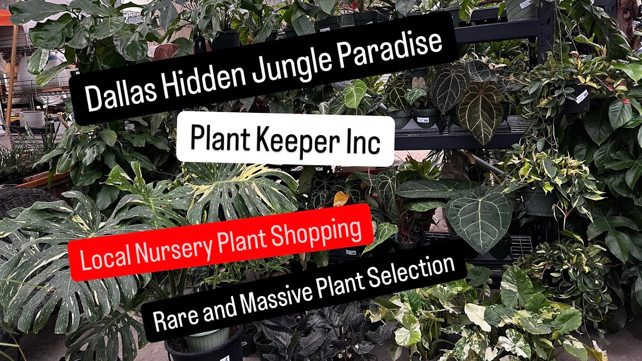 Big Box Store Plant Shopping Alternative Shop Plant Keeper Inc Dalla's ...