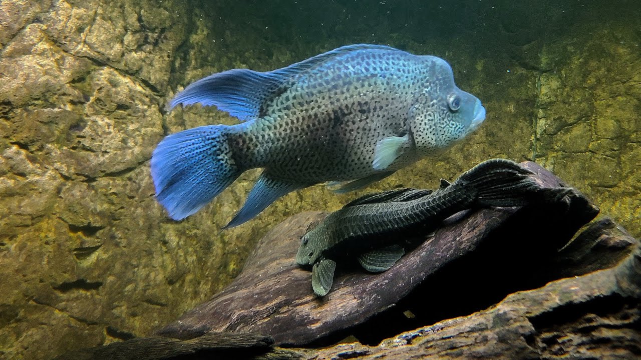 The Dovii Cichlid : America's Largest Cichlid - YouTube