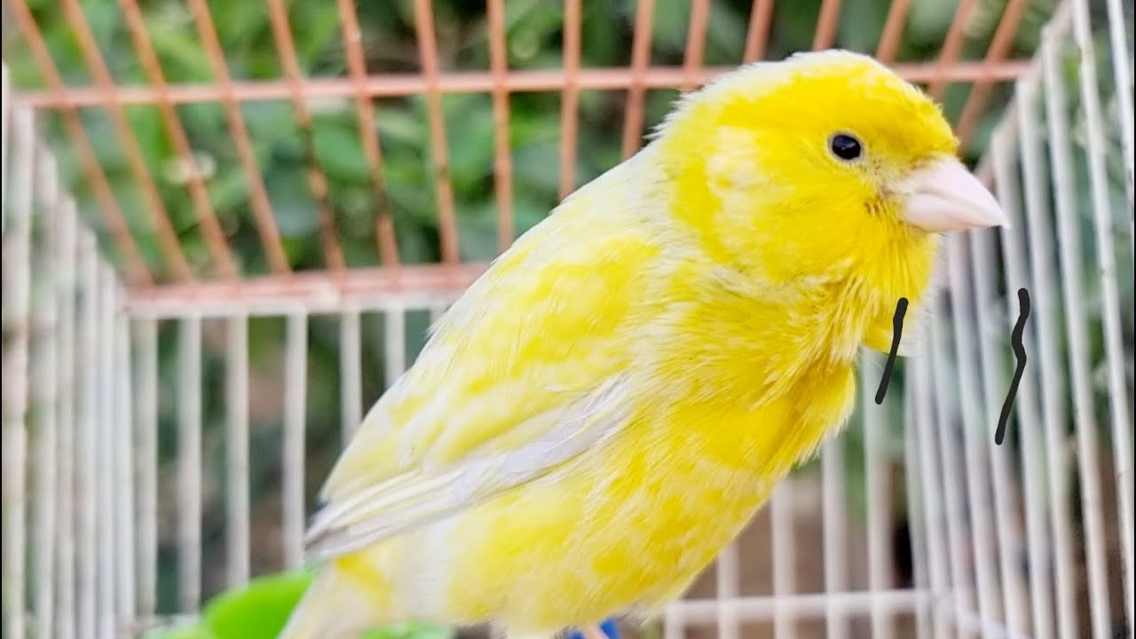 Canary's Most Powerful Song For Training Canaries - YouTube