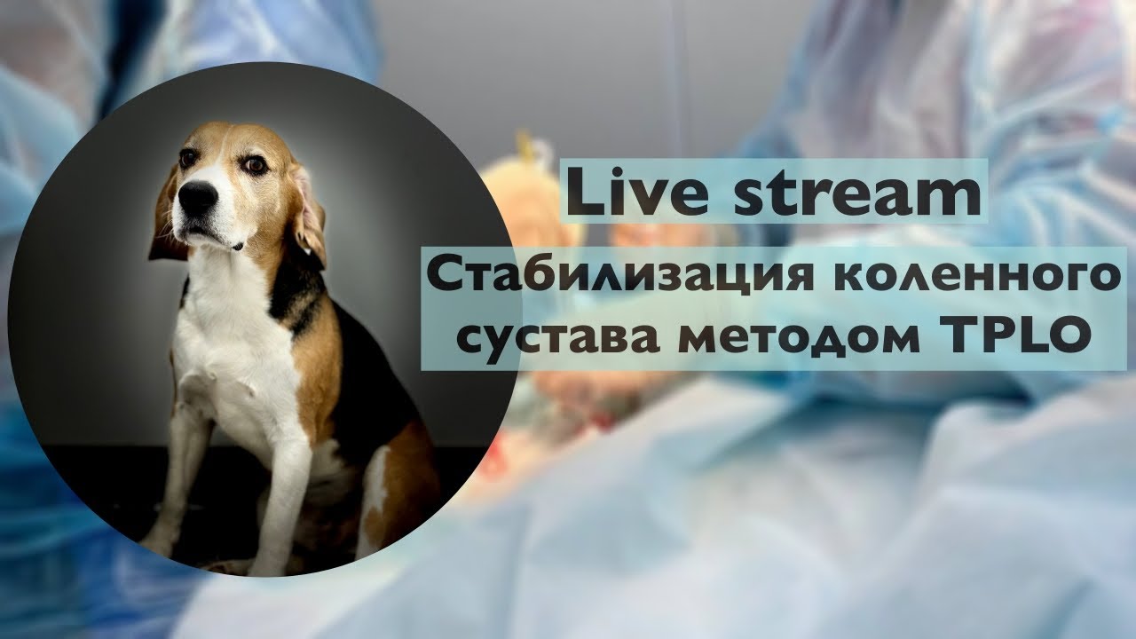 Live stream TPLO surgery in a dog (Tibial plateau leveling osteotomy ...