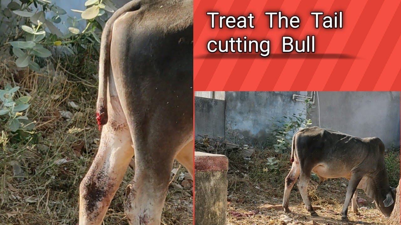 Treatment of tail cutting Bull || by shailesh purohit || treatment of ...