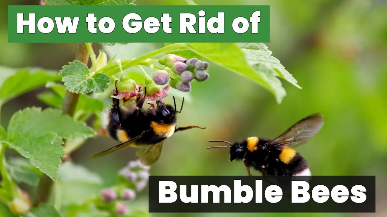 How to Get Rid of Bumble Bees Fast and Safely! - YouTube