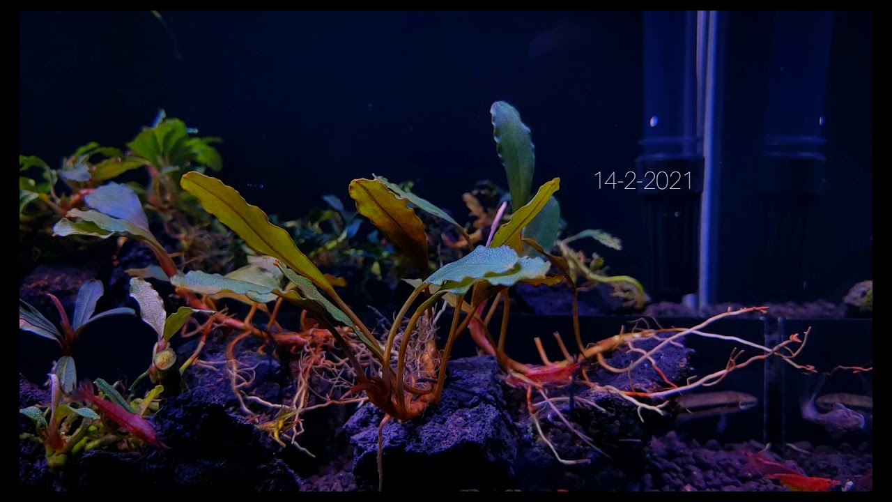 Emersed Bucephalandra Dark Angel - YouTube