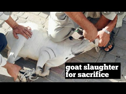goats slaughter,goats for sacrifice.killing goats.
