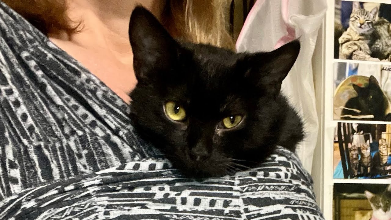 Soft and Fluffy Friday😻 Available for adoption - YouTube