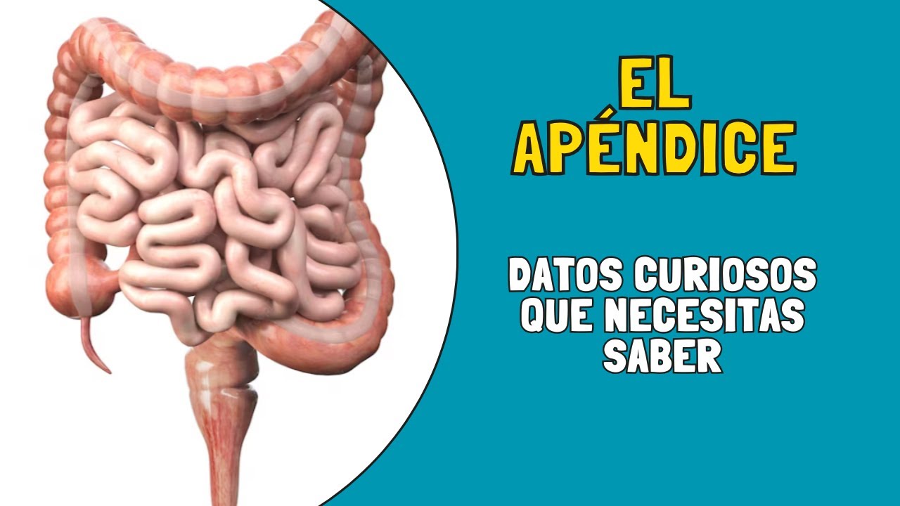 ¿Sabes para qué sirve EL APÉNDICE? (CURIOSIDADES) - YouTube