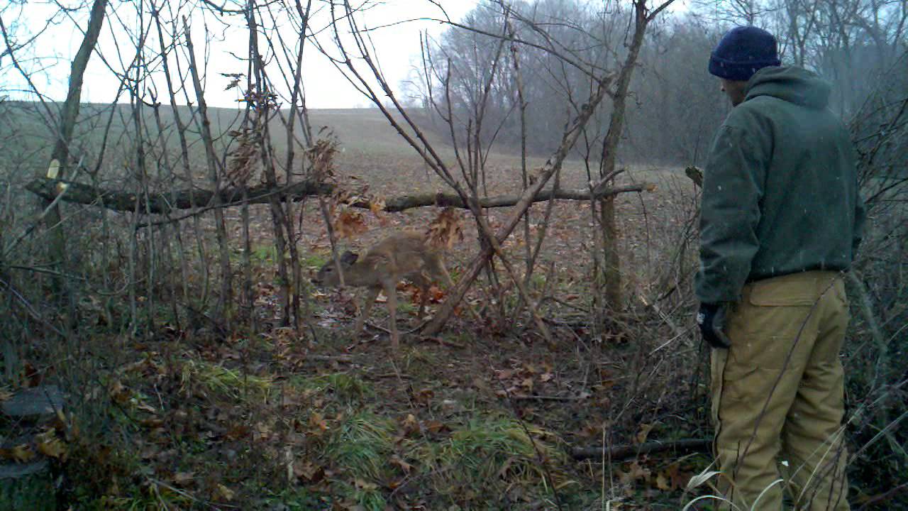 deer in a snare - YouTube