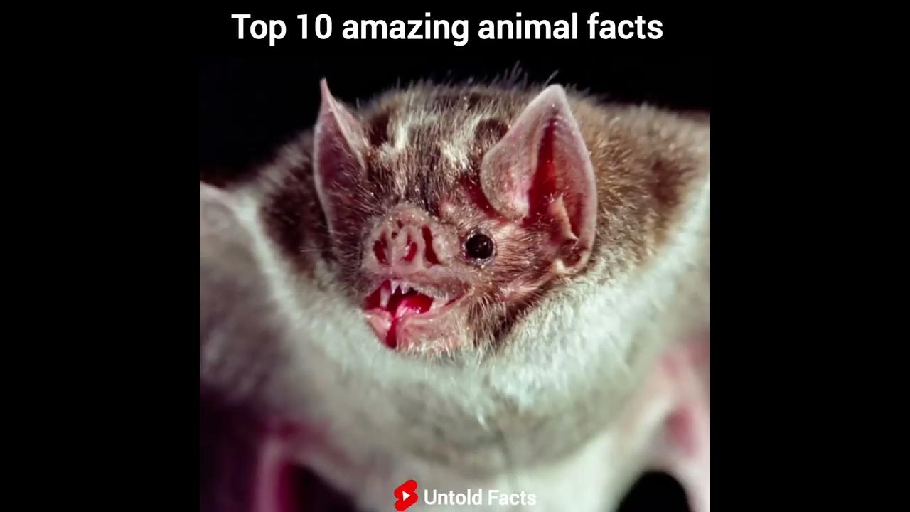 Top 10 Most Amazing Animal Facts Animal Facts shorts facts YouTube top-10-most-amazing-animal-facts-animal-facts-shorts-facts-youtube