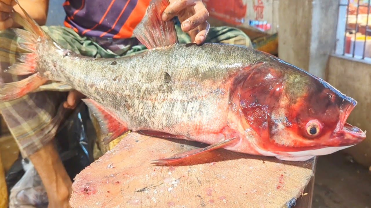 Amazing Silver Carp Fish Cutting & Skinning Skills In Fish Market By ...