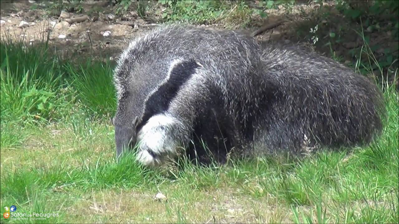 Espèce inédite en Rhône-Alpes : un fourmilier au Safari de Peaugres ...