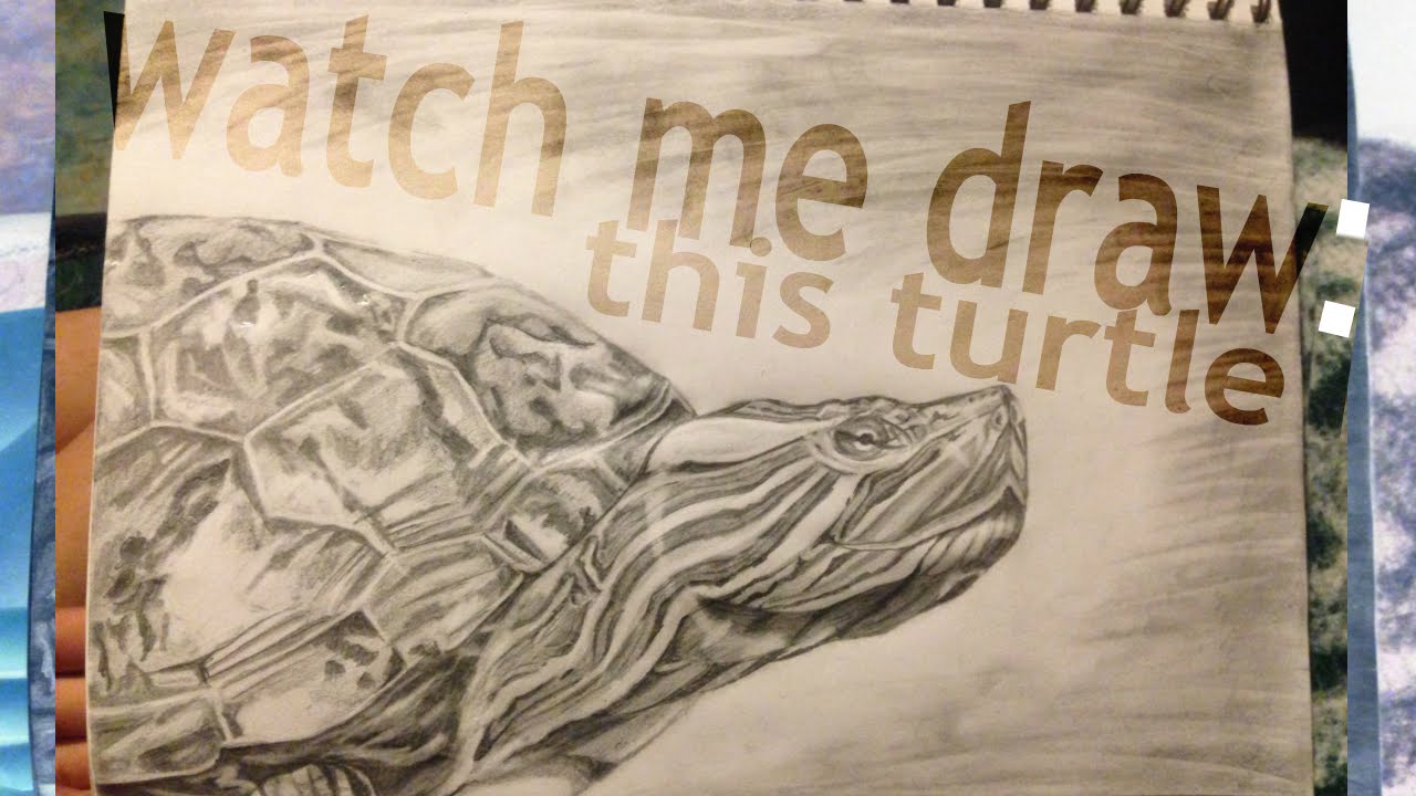 drawing time lapse of a turtle by steff J (500+ subscribers special ...