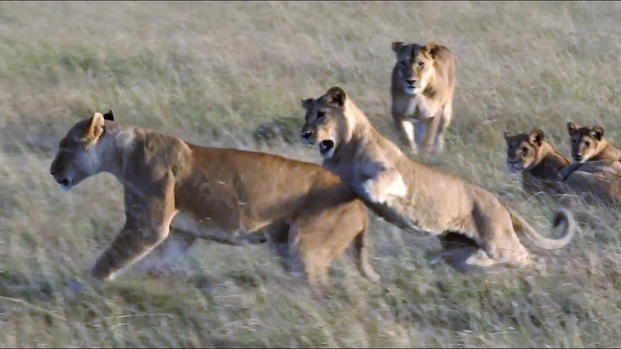 lion pride in the tall grass - part 5 - tackling each other - YouTube